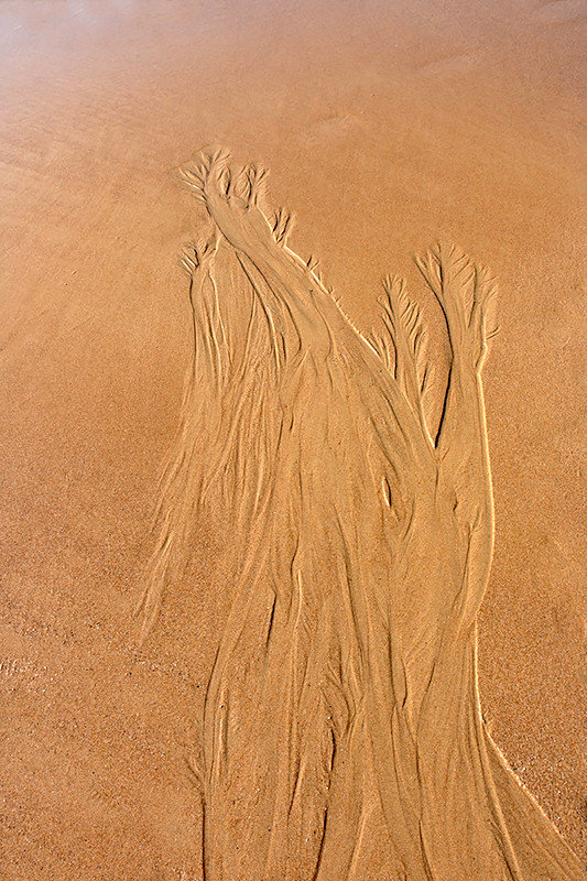 ArtStation - Sand Patterns and Rocks | Resources