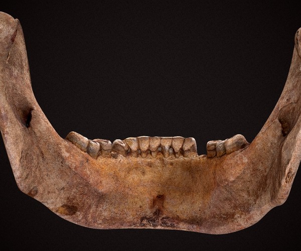 ArtStation - Real Human Skull Low-poly 3D model | Resources