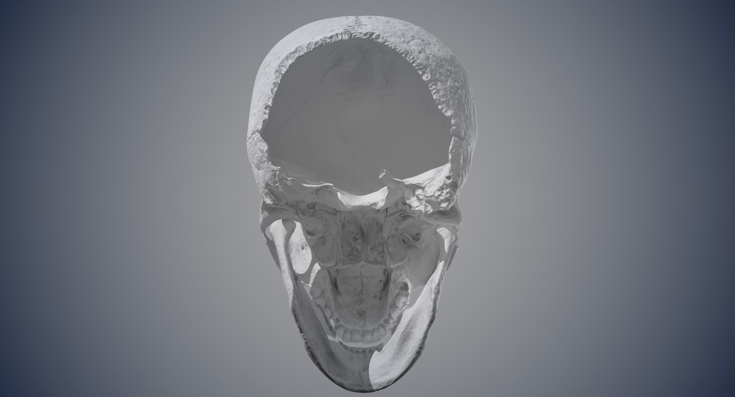 ArtStation - Real Human Skull Low-poly 3D model | Resources
