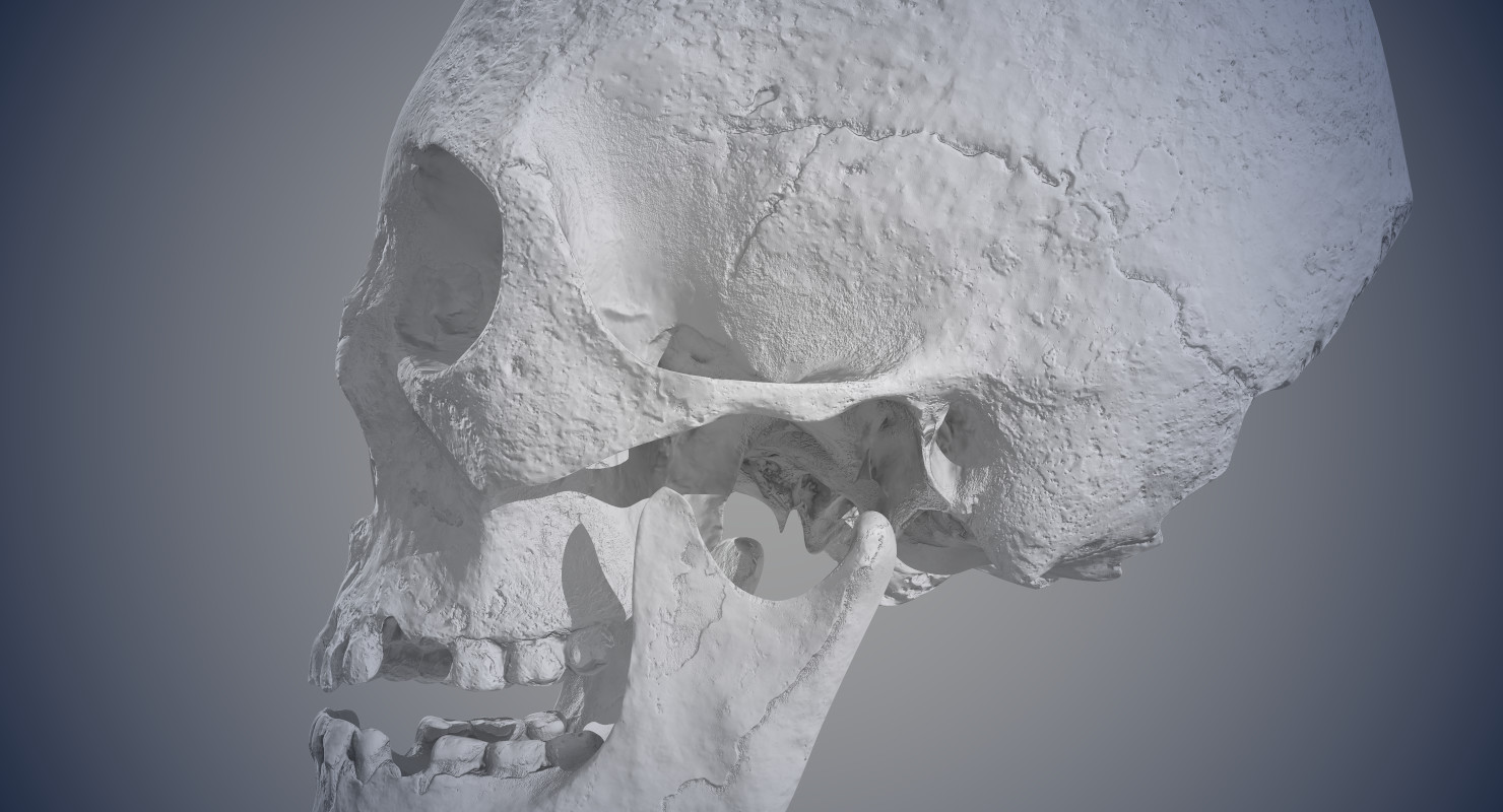 ArtStation - Real Human Skull Low-poly 3D model | Resources