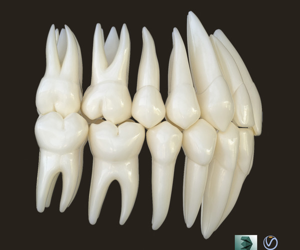 ArtStation - Teeth 3D Print and Render. | Resources