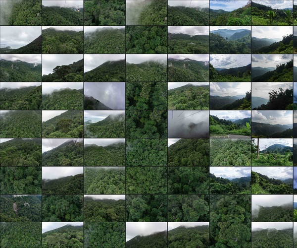 ArtStation - Ultimate Jungle photo reference pack | Resources