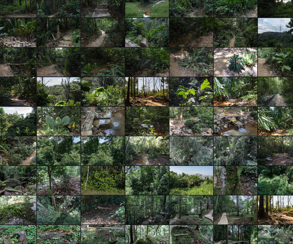 ArtStation - Ultimate Jungle photo reference pack | Resources