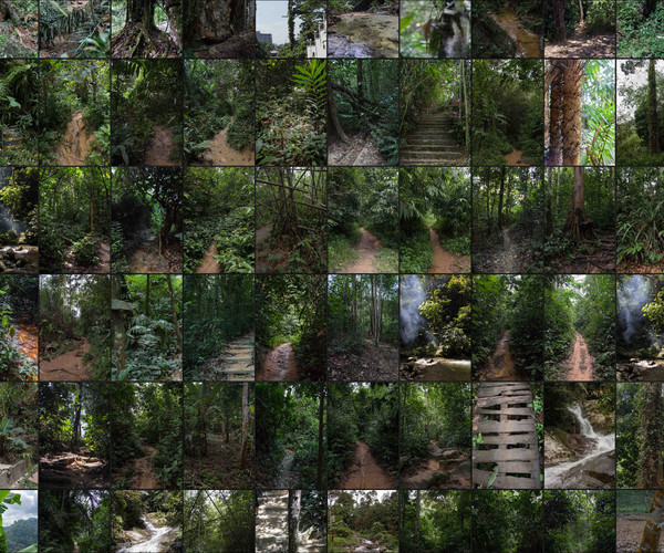 ArtStation - Ultimate Jungle photo reference pack | Resources