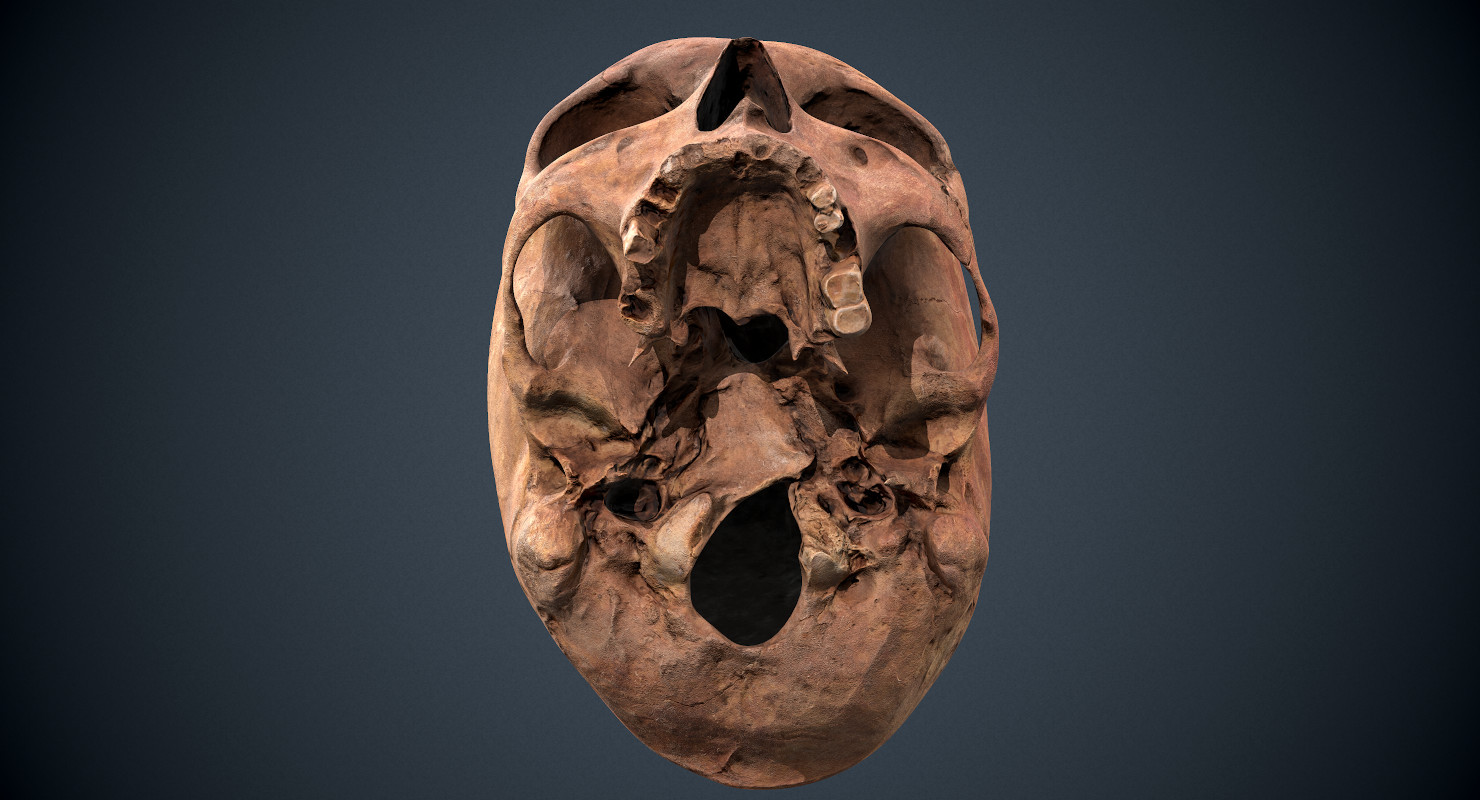 ArtStation - Real Human Skull Low-poly 3D model | Resources
