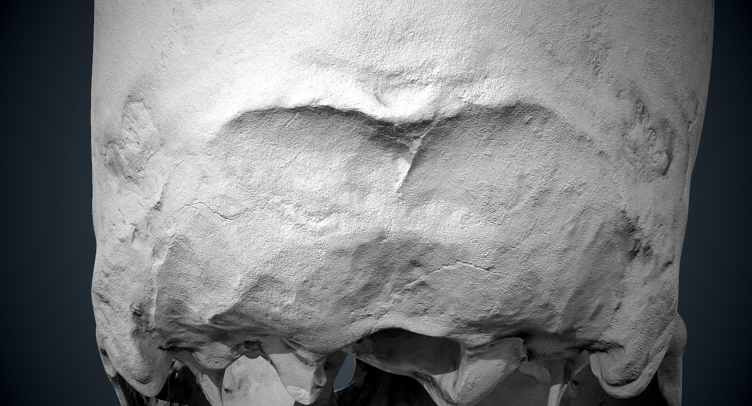 Andrii Berezin - Real Human Skull Low-poly 3D model