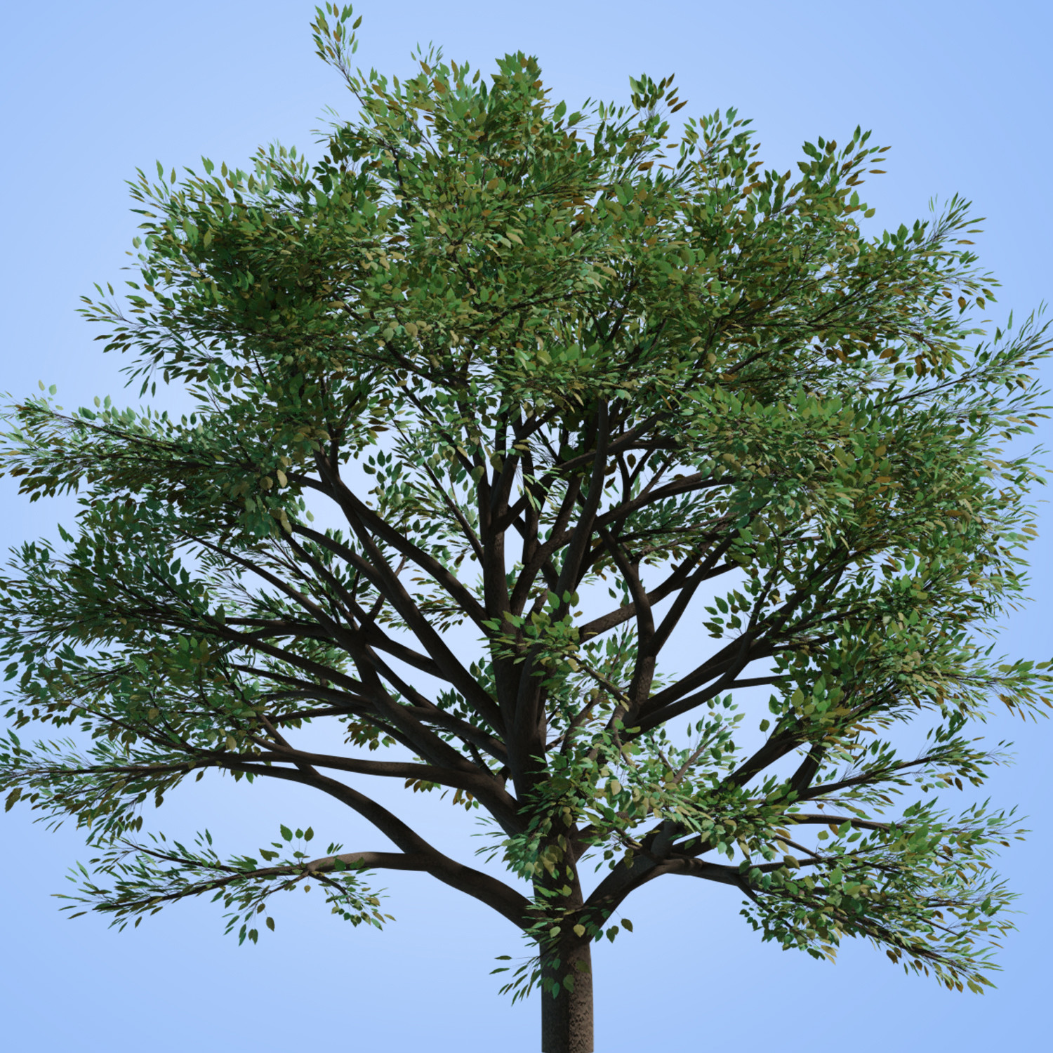 ArtStation - 31 Trees Alpha png | Resources