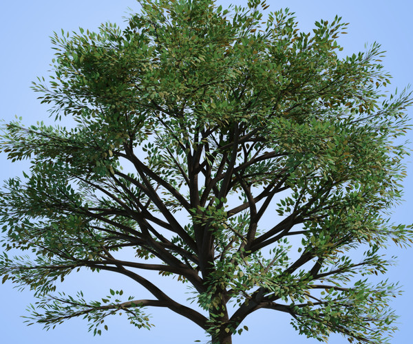 ArtStation - 31 Trees Alpha png | Resources