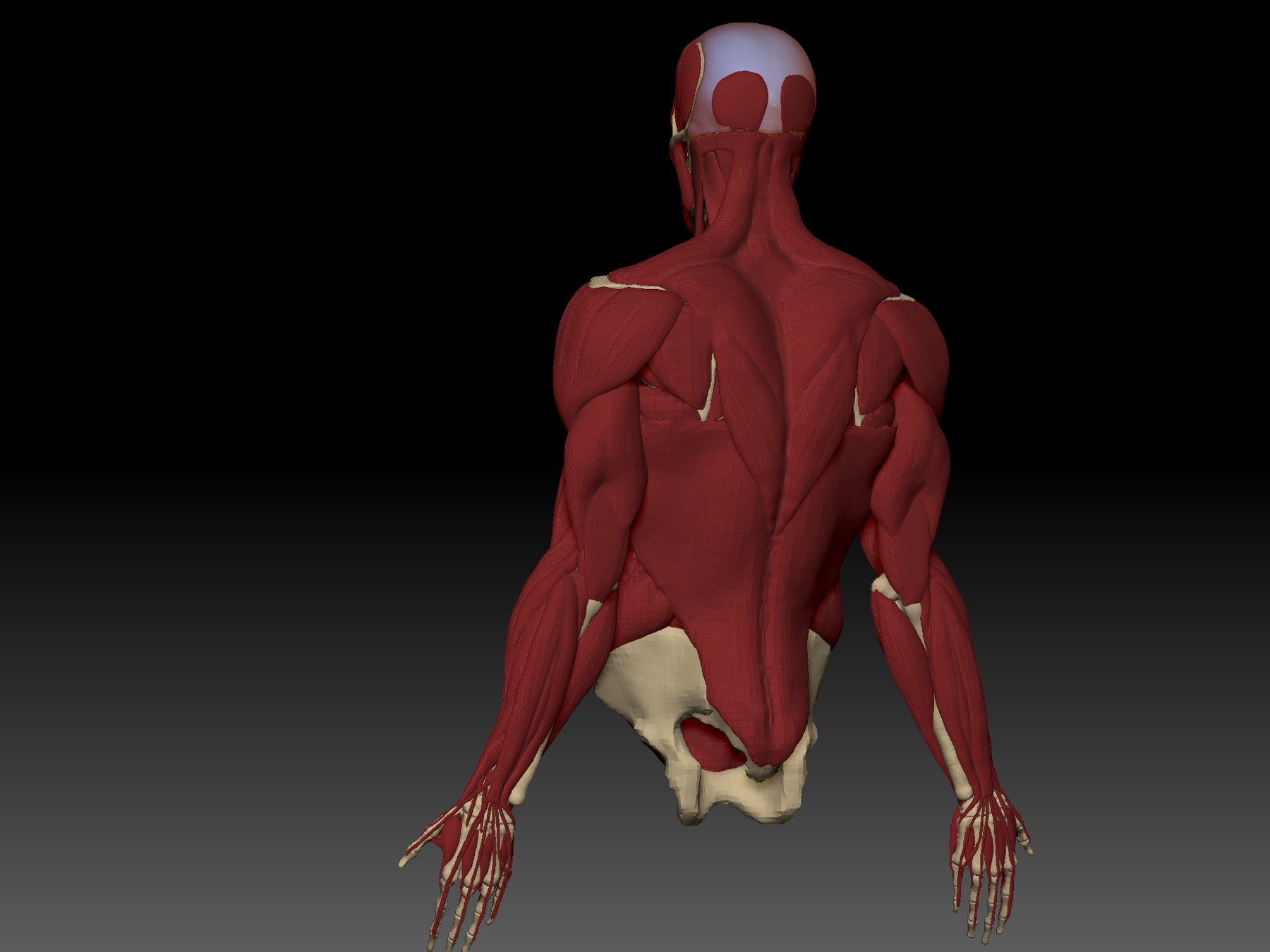 ArtStation - face and upper body anatomy | Resources