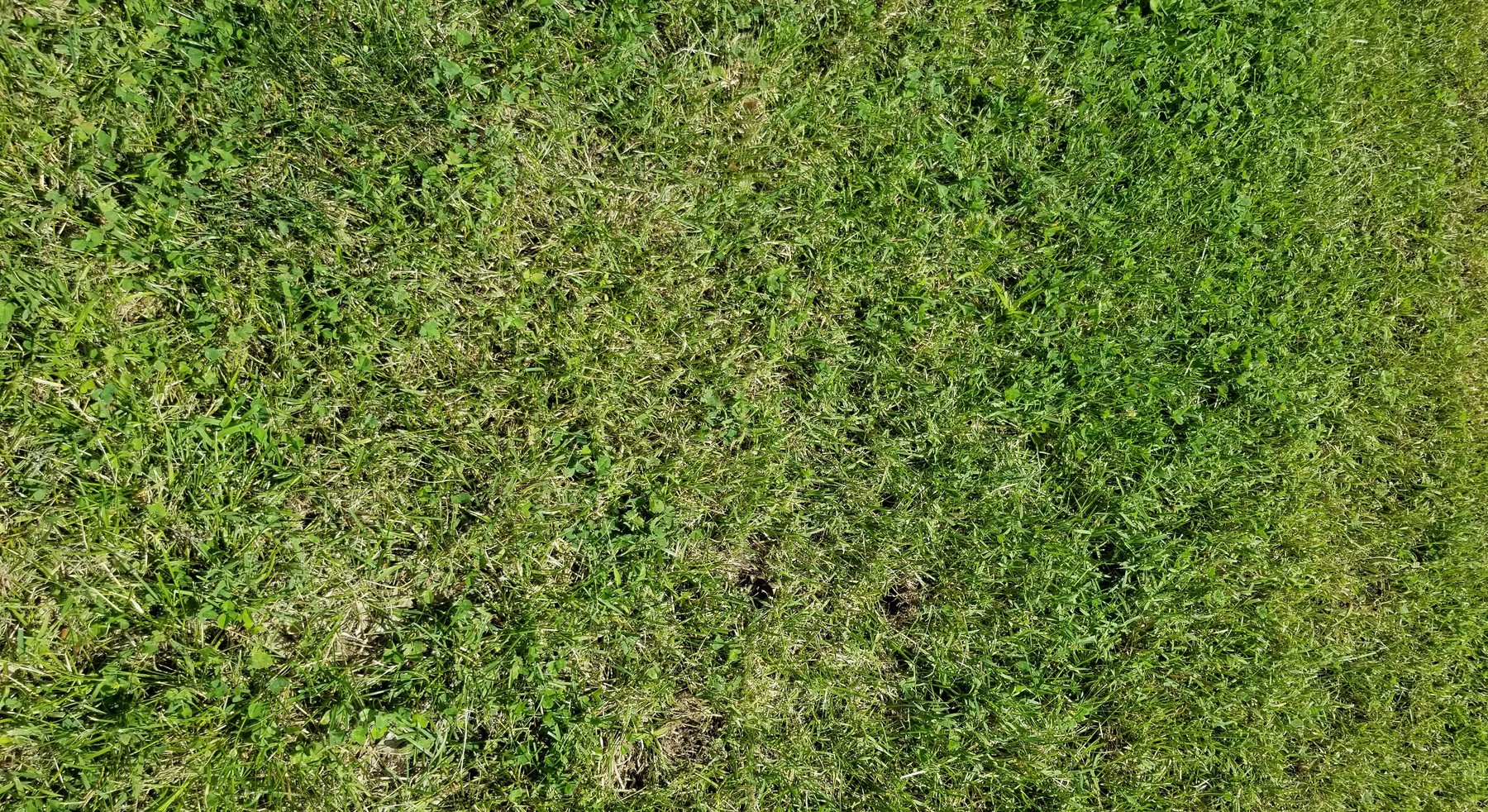 ArtStation - Grass Study | Resources