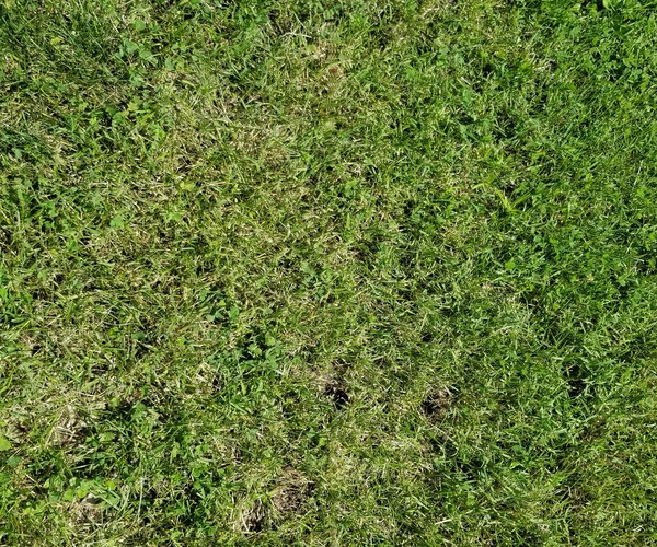 ArtStation - Grass Study | Resources
