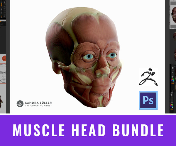 ArtStation - Muscle Head Bundle – 3D Model, Timelapse, Videos ZBrush ...