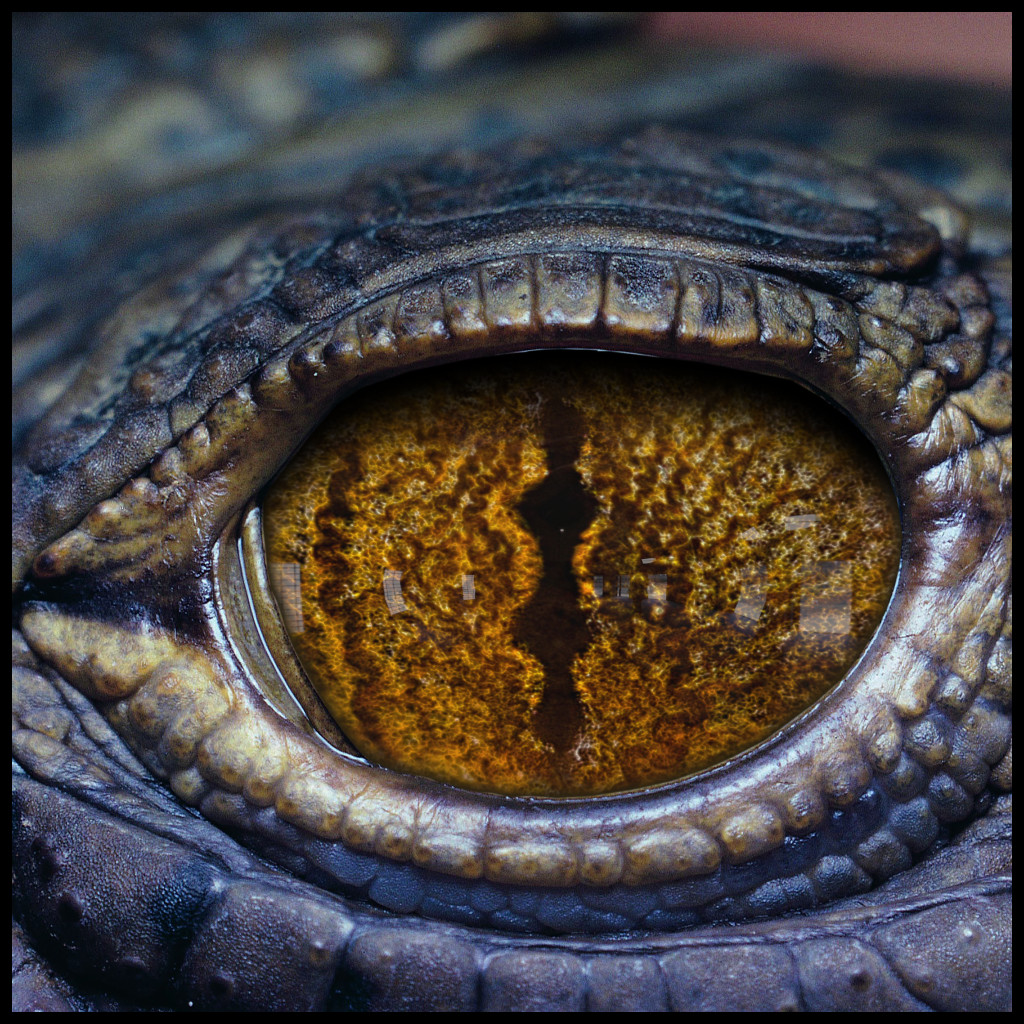 ArtStation - Creature Eye Textures - Vol 01 | Resources