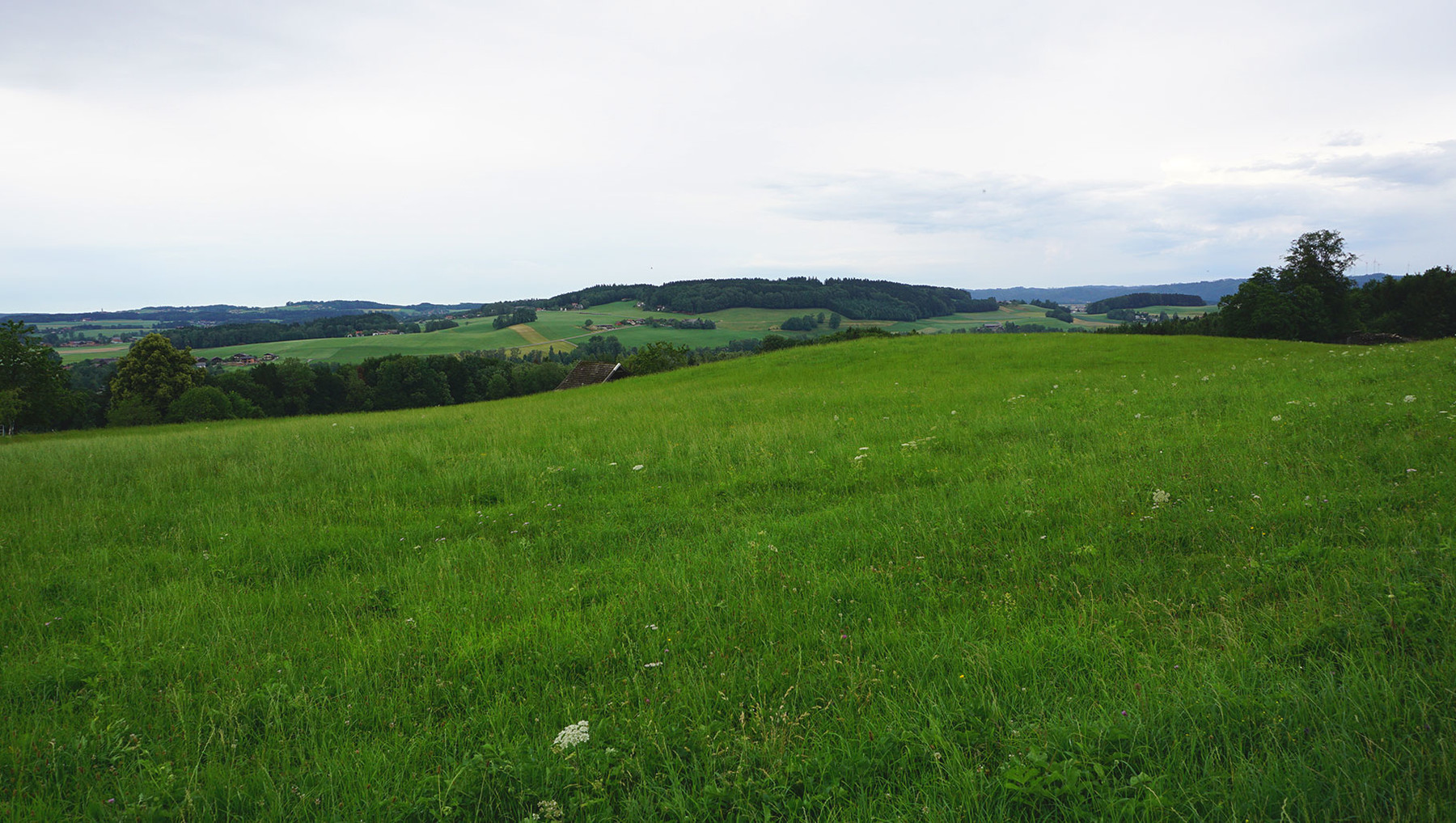 ArtStation - Meadow Pack - Reference pictures | Resources