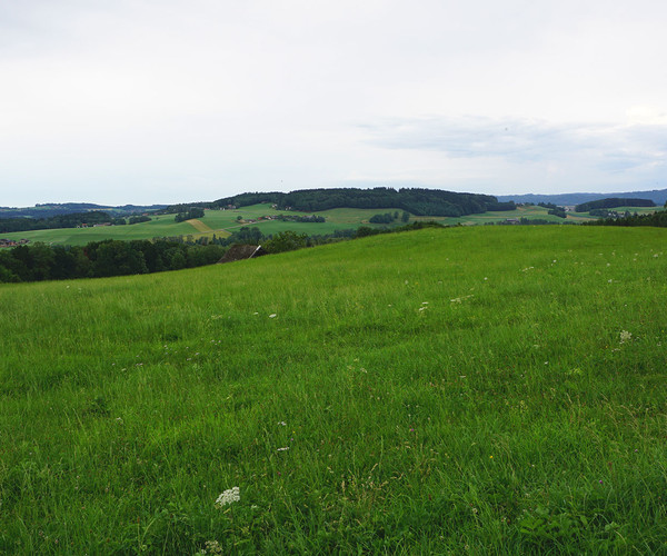 ArtStation - Meadow Pack - Reference pictures | Resources