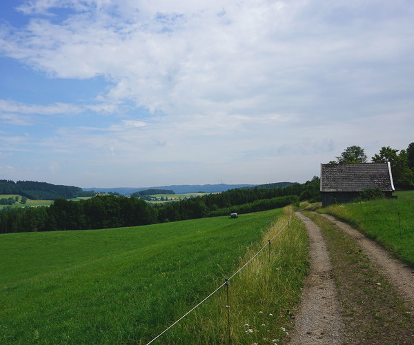 ArtStation - Meadow Pack - Reference pictures | Resources