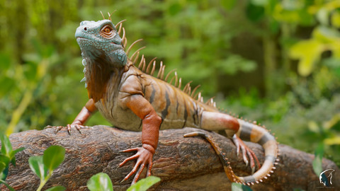 ArtStation - Iguana - Game Ready asset | Game Assets