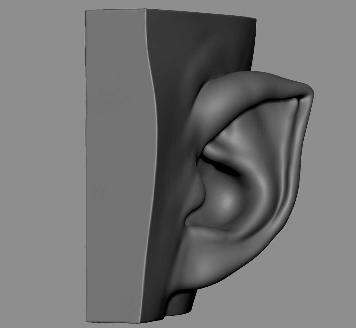 ArtStation - Ear Model Collection | Resources