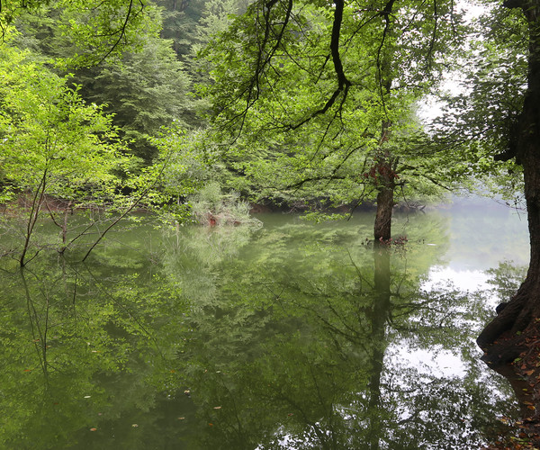 ArtStation - Lake&Forest Photos | Resources