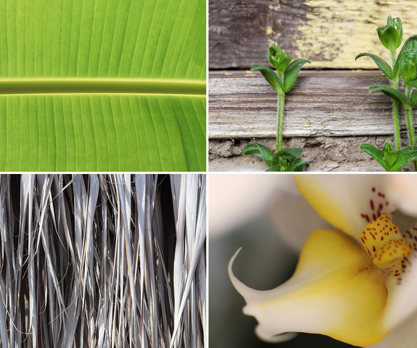 ArtStation - 50 Floral Macro Backgrounds | Resources