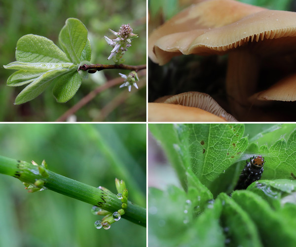 ArtStation - 50 Floral Macro Backgrounds | Resources