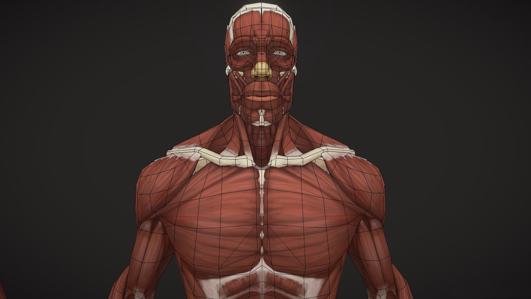 ArtStation - Low poly stylazed anatomy | Resources