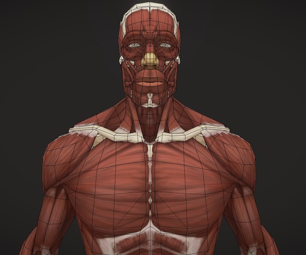 ArtStation - Low poly stylazed anatomy | Resources