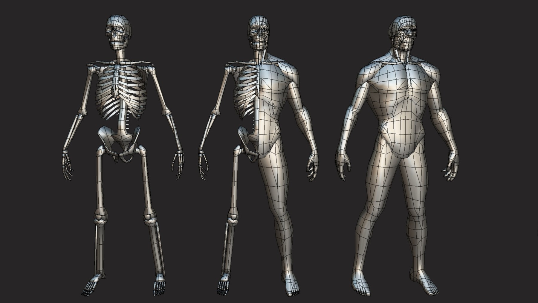 ArtStation - Low poly stylazed anatomy | Resources