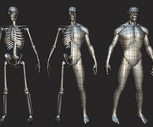ArtStation - Low poly stylazed anatomy | Resources
