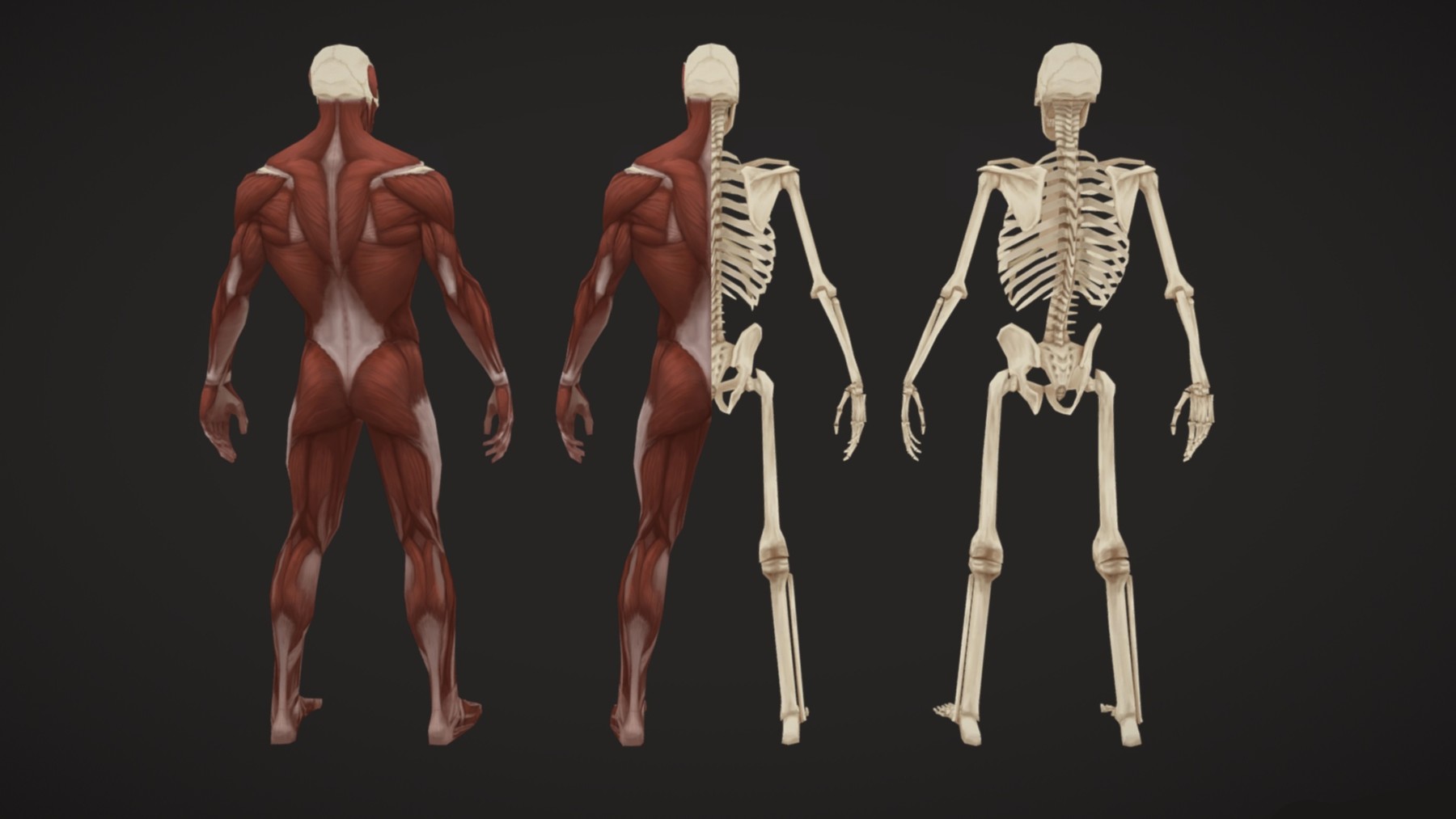 ArtStation - Low poly stylazed anatomy | Resources