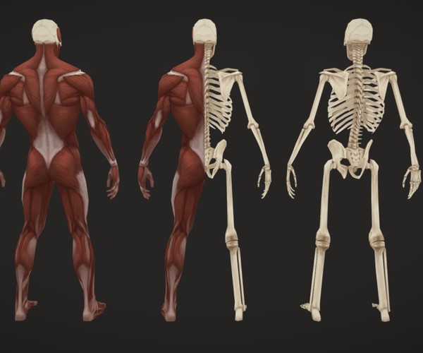 ArtStation - Low poly stylazed anatomy | Resources