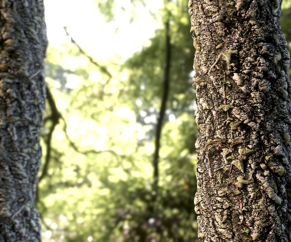ArtStation - Tree Trunk - PBR Material | Resources