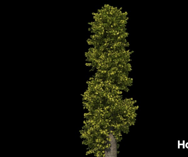 ArtStation - Houdini Tree Generator | Resources