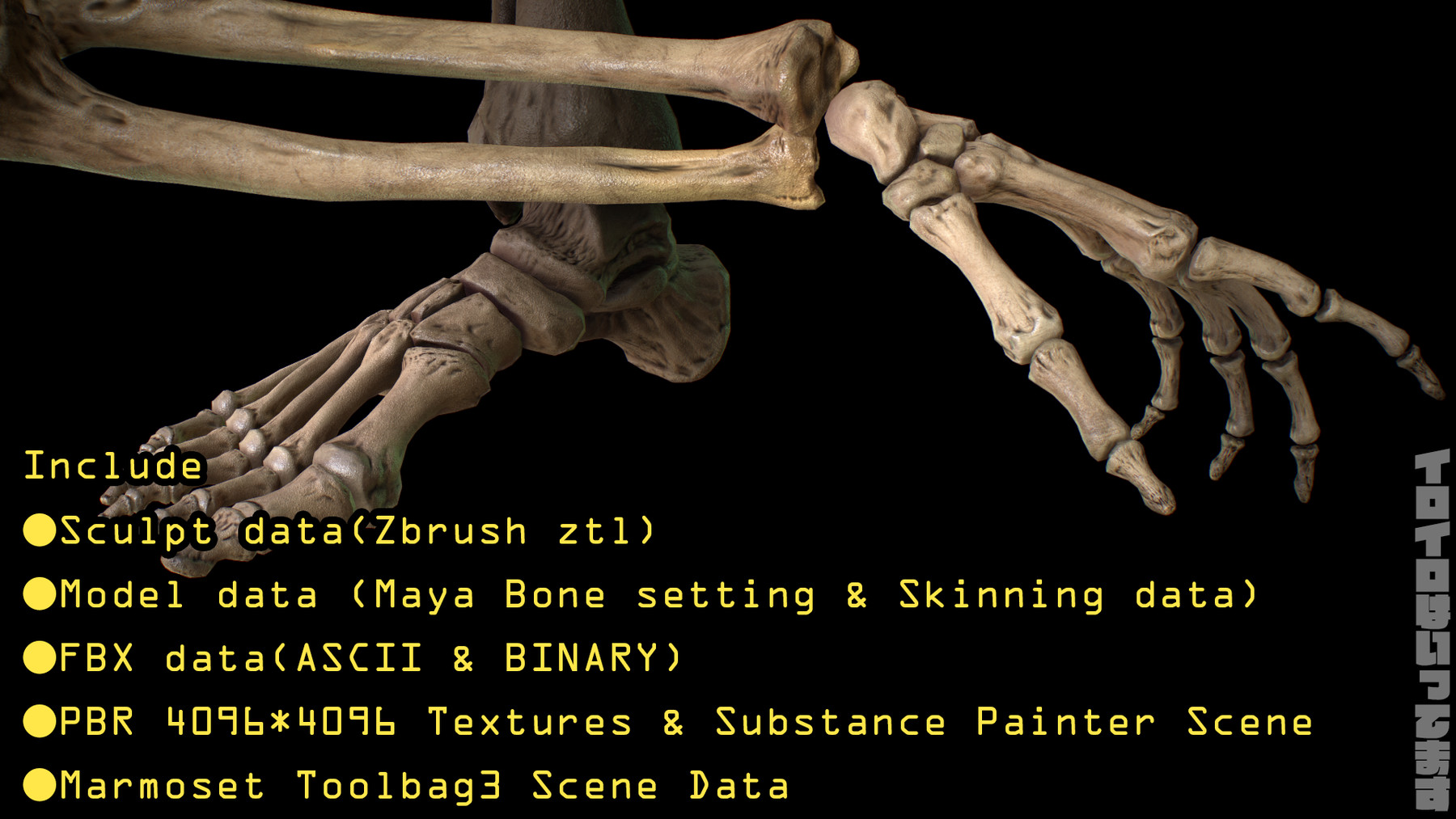 ArtStation - Skeleton FullBody Models&Textures | Resources