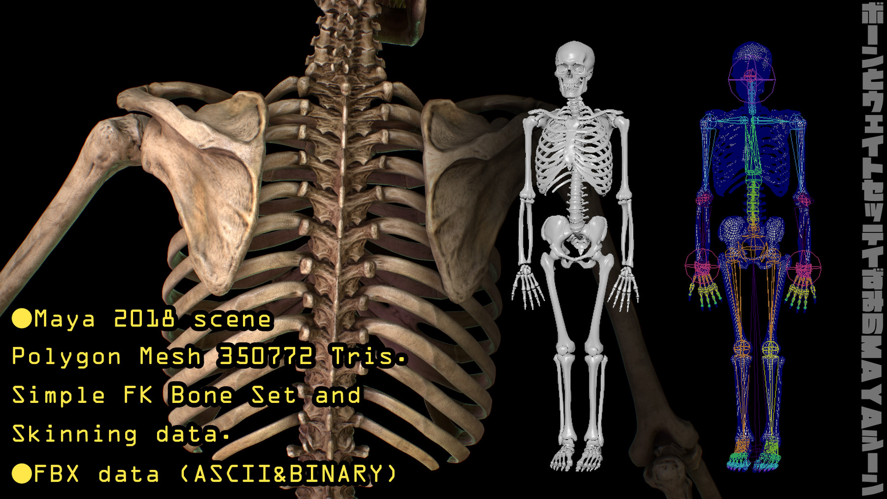 ArtStation - Skeleton FullBody Models&Textures | Resources