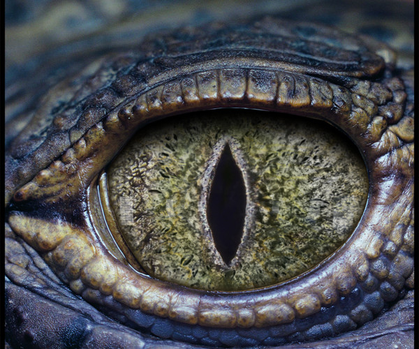 ArtStation - Creature Eye Textures - Vol 02 | Resources