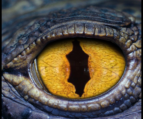 ArtStation - Creature Eye Textures - Vol 02 | Resources