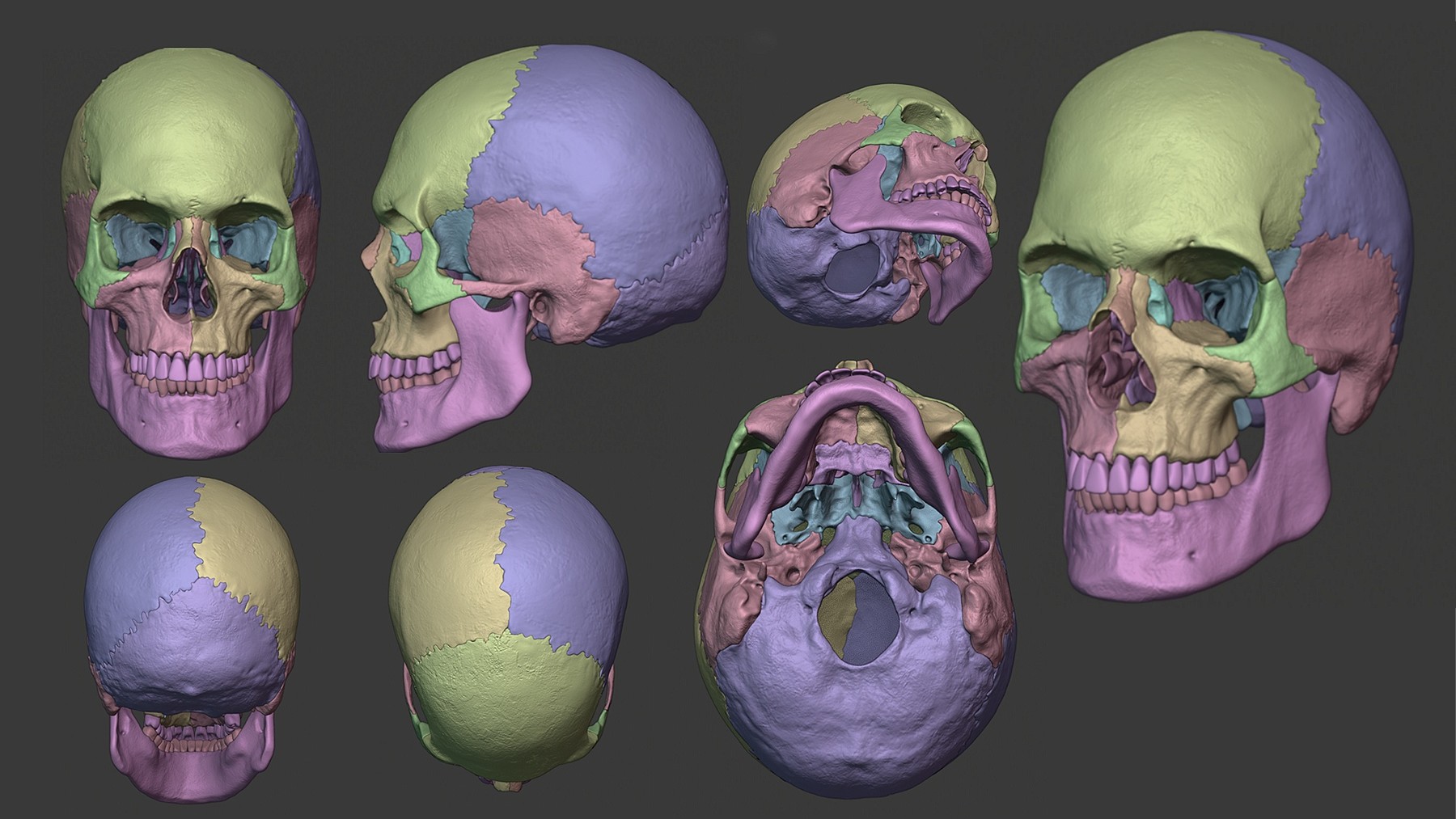 ArtStation - Human male skull | Resources