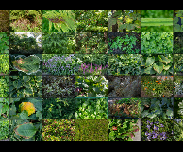 ArtStation - Vegetation High Resolution Photos Vol. 1 | Resources