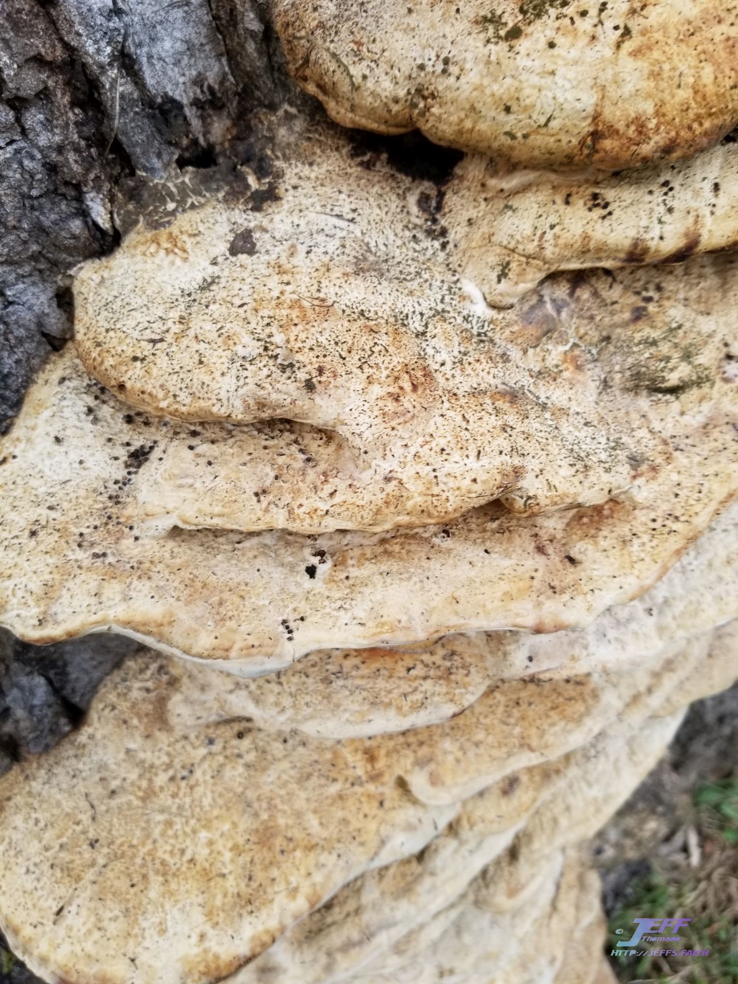 ArtStation - Fun Tree | Resources