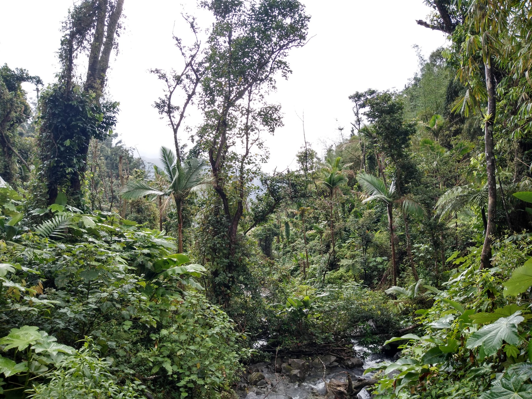 ArtStation - Tropical Rainforest Reference Pack | Resources