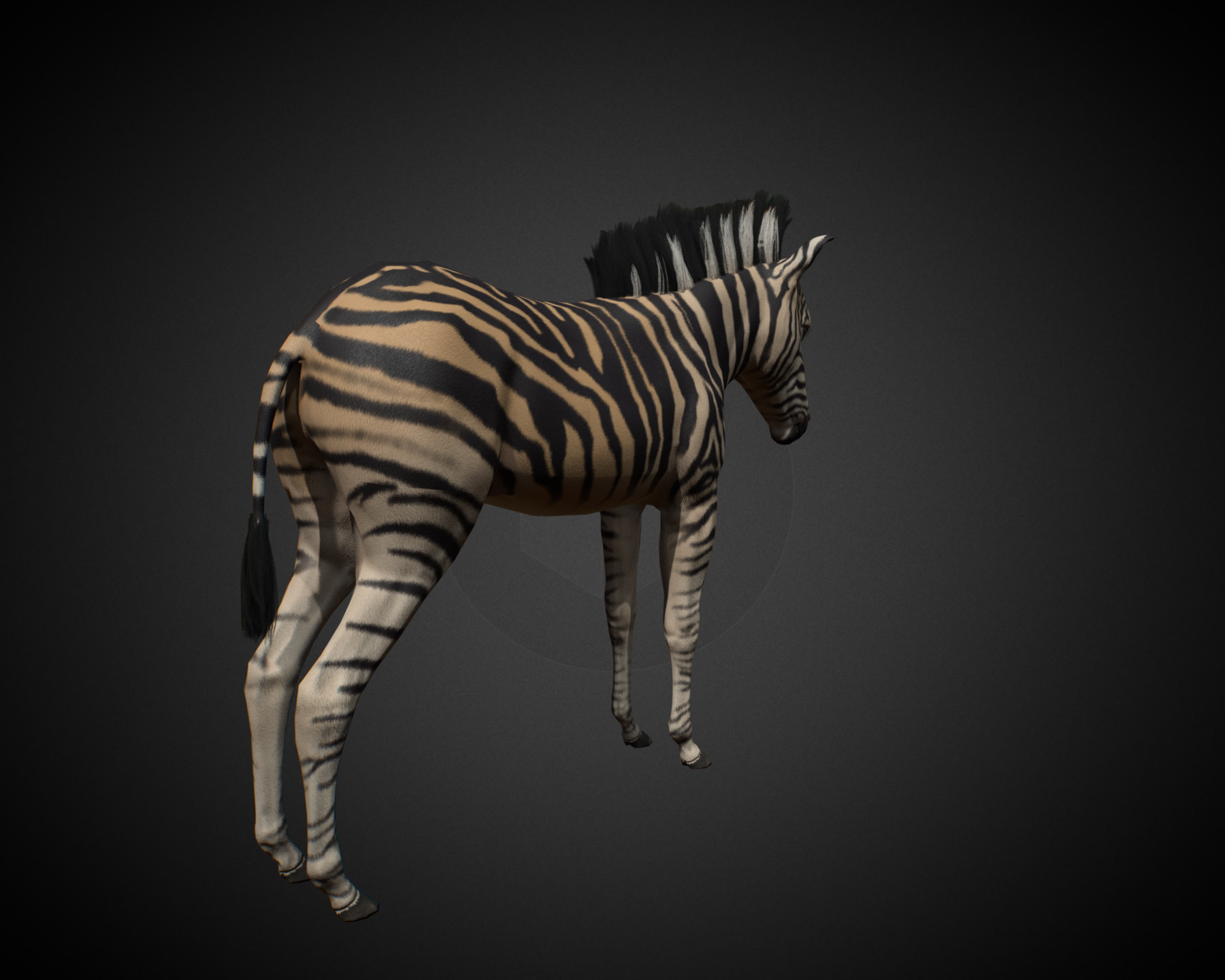 ArtStation - Zebra Game Ready Asset | Resources