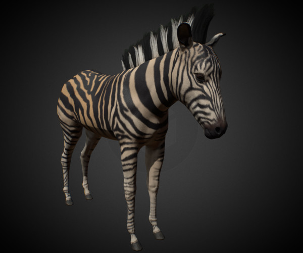 ArtStation - Zebra Game Ready Asset | Resources