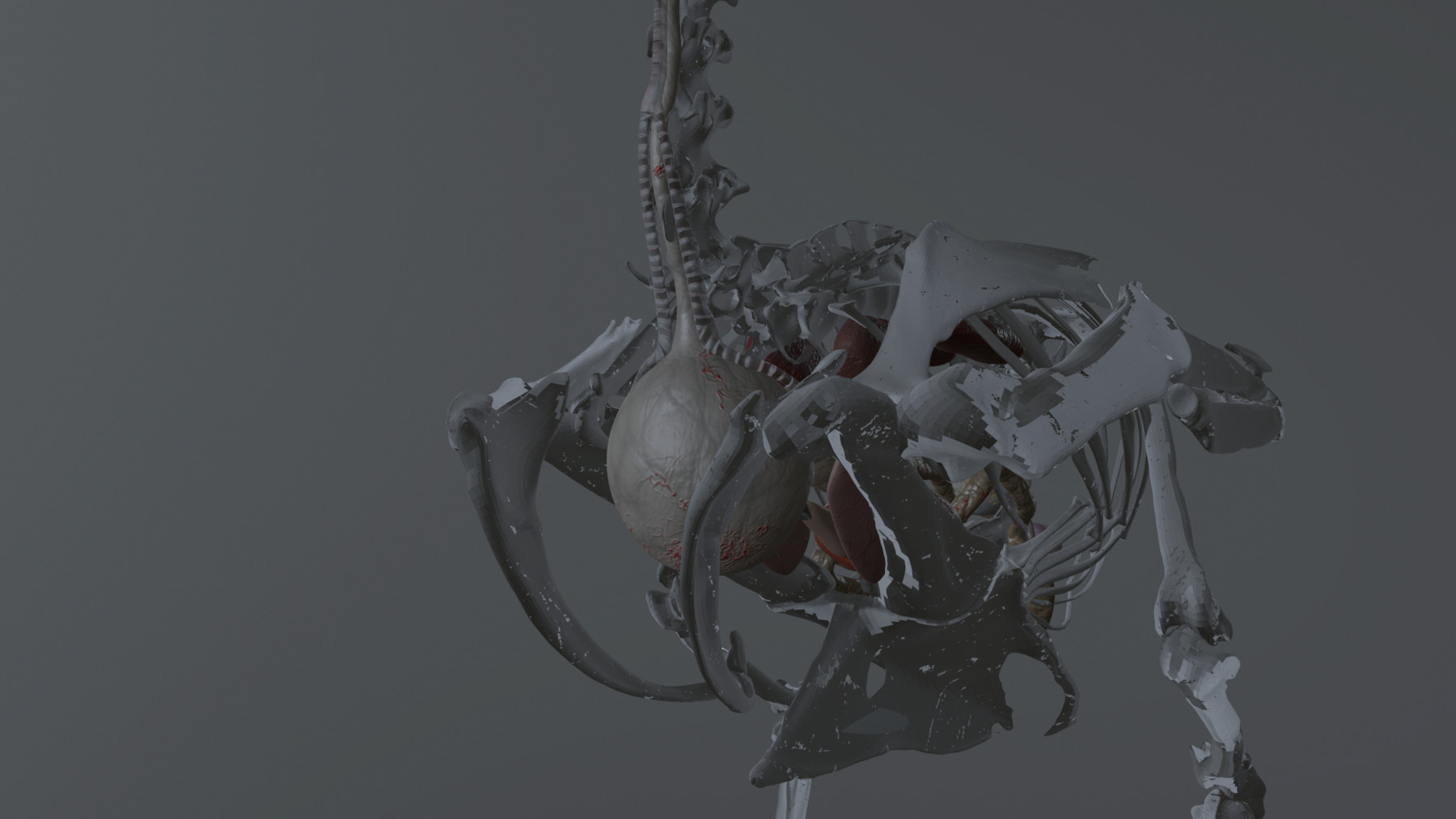 ArtStation - Anatomic chicken skeleton and organs | Resources