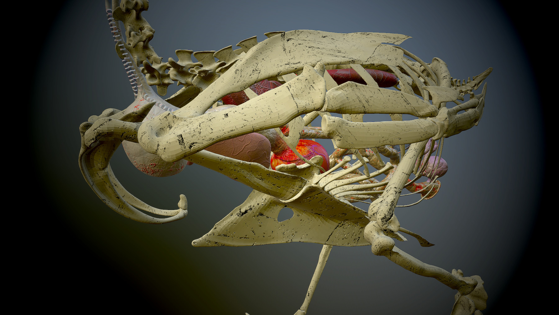 ArtStation - Anatomic chicken skeleton and organs | Resources