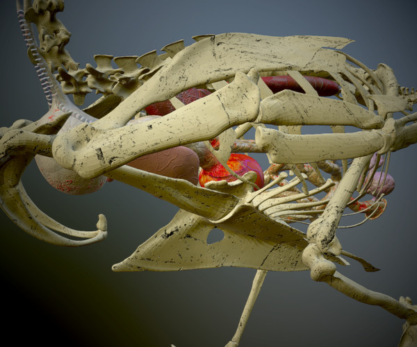 ArtStation - Anatomic chicken skeleton and organs | Resources