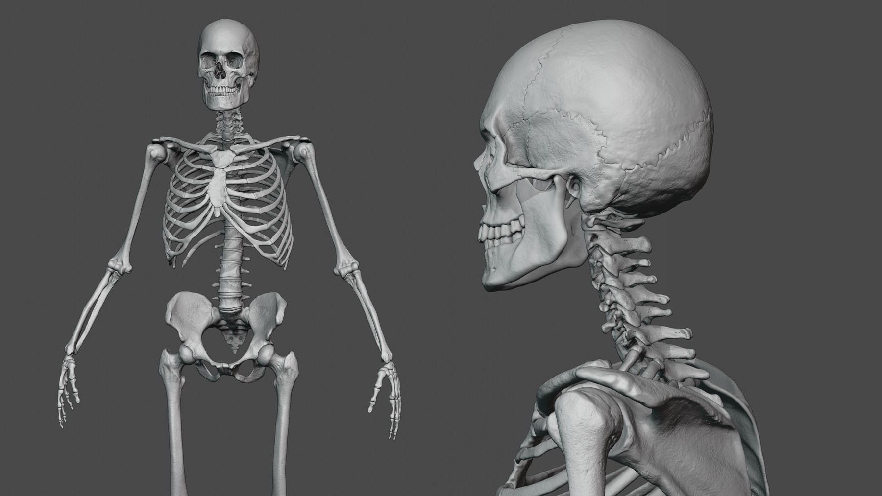ArtStation - Male skeleton sculpt | Resources