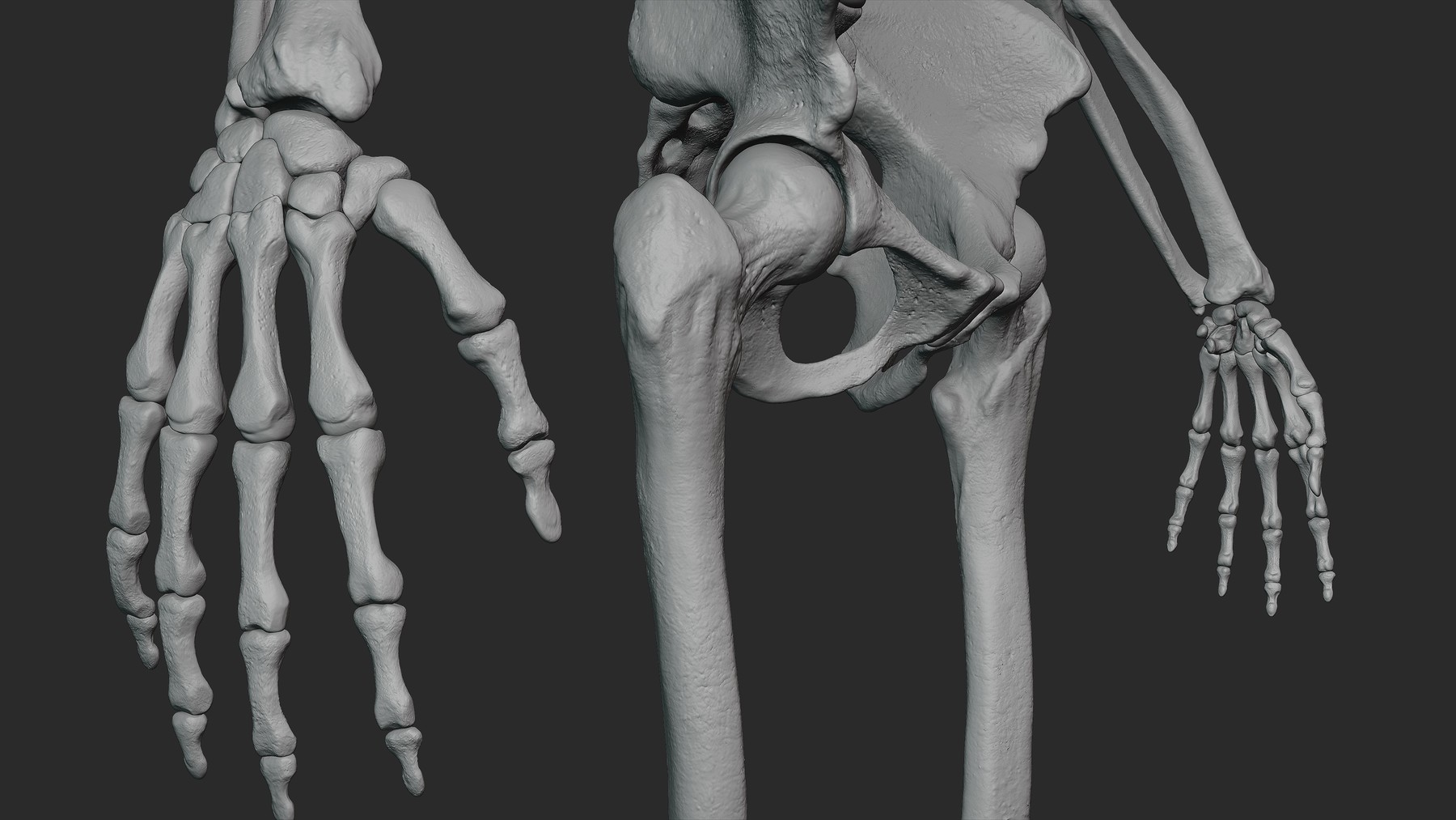 ArtStation - Male skeleton sculpt | Resources