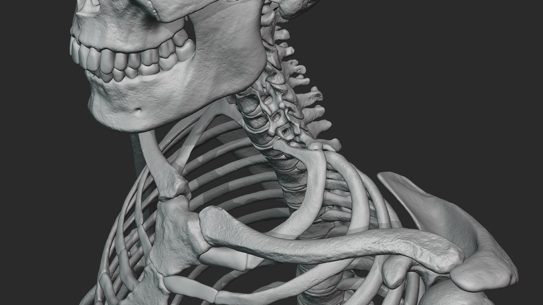 ArtStation - Male skeleton sculpt | Resources