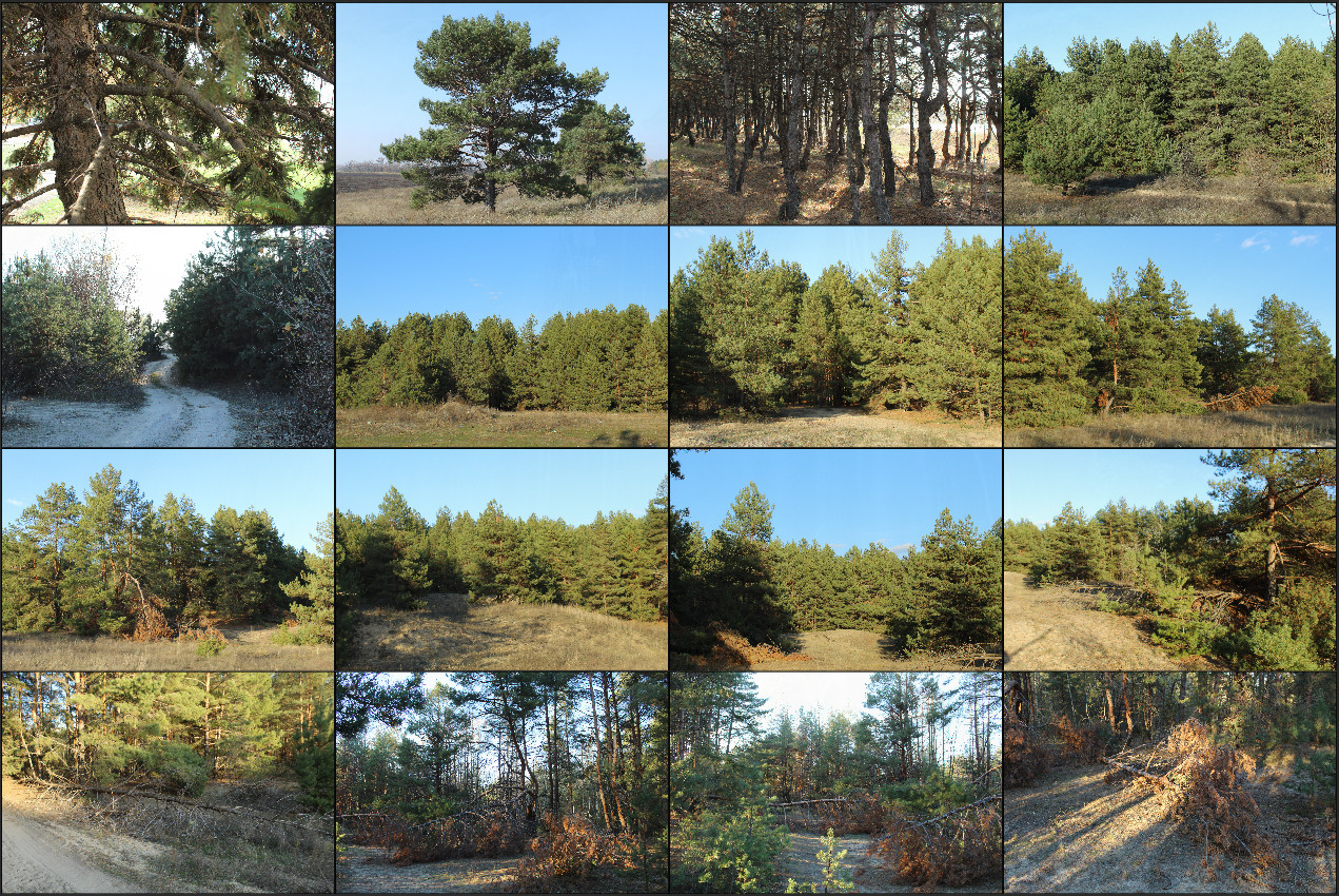 ArtStation - Pine Forest Pack | Resources